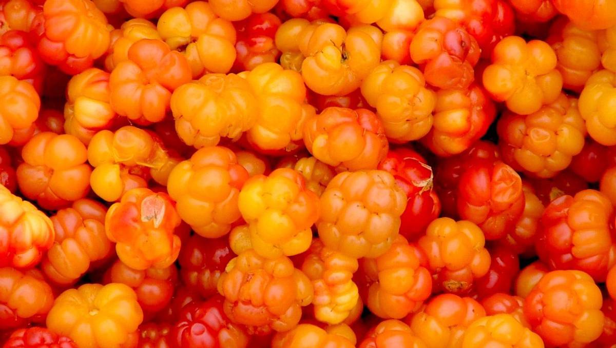 Dette avgjør hvor god multesesongen blir – NRK Troms og Finnmark