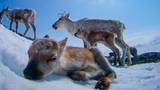 Unike bilder av reinsdyr – Natur