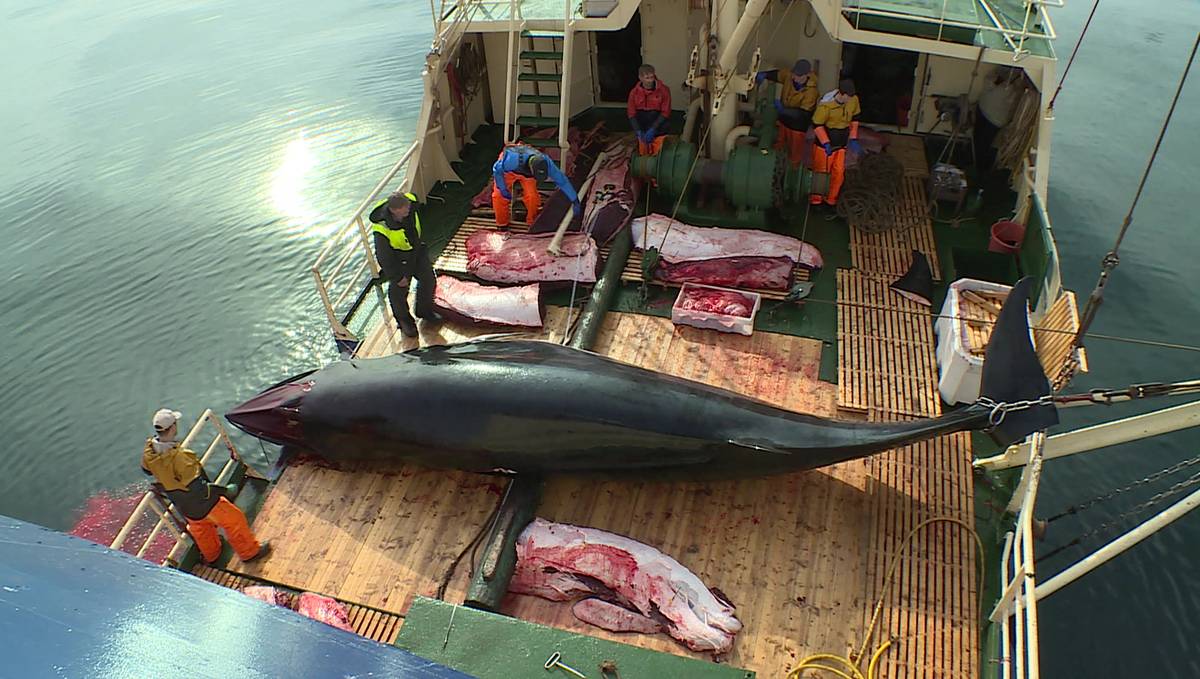 EU ber Norge slutte med hvalfangst – NRK Nordland