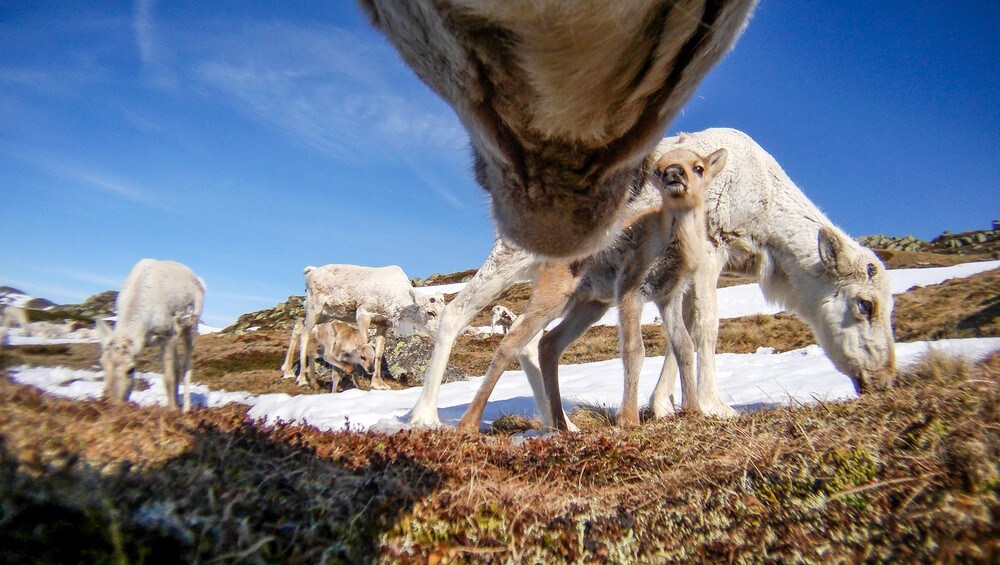 Unike bilder av reinsdyr – Natur