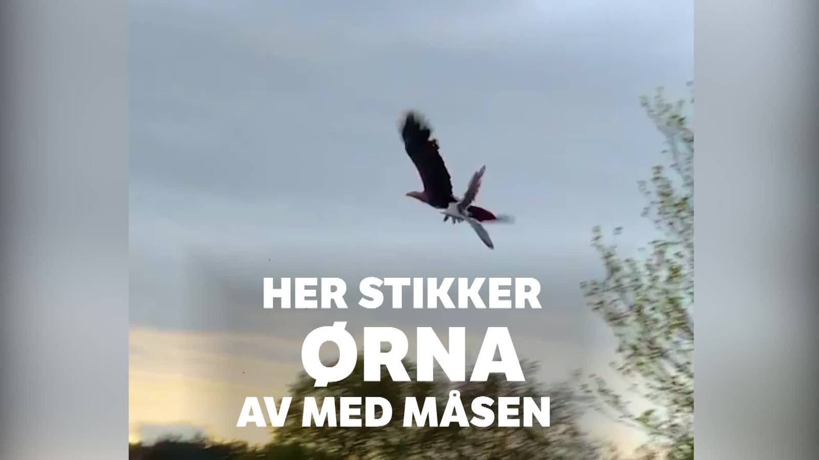 Nrk Trøndelag Lokale Nyheter Tv Og Radio