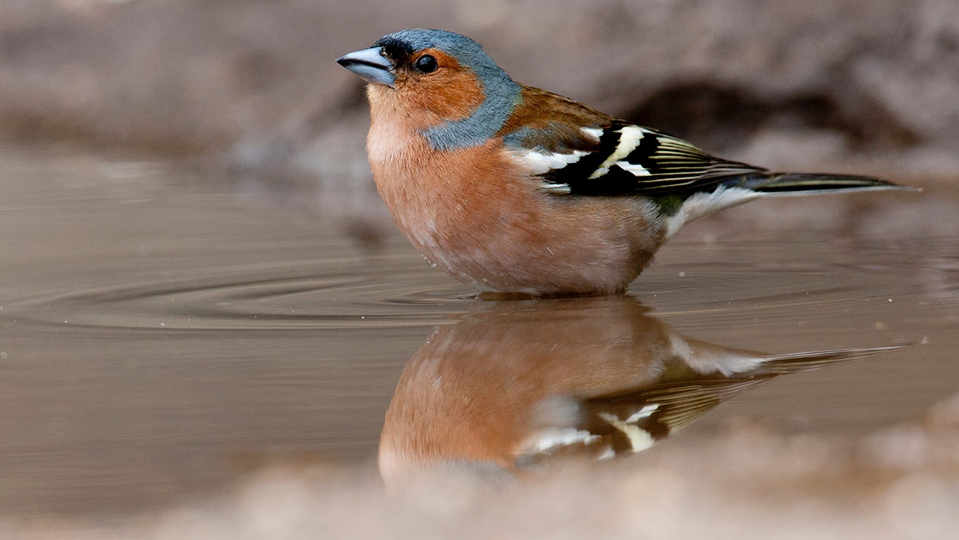 Lyden av en bokfink – NRK