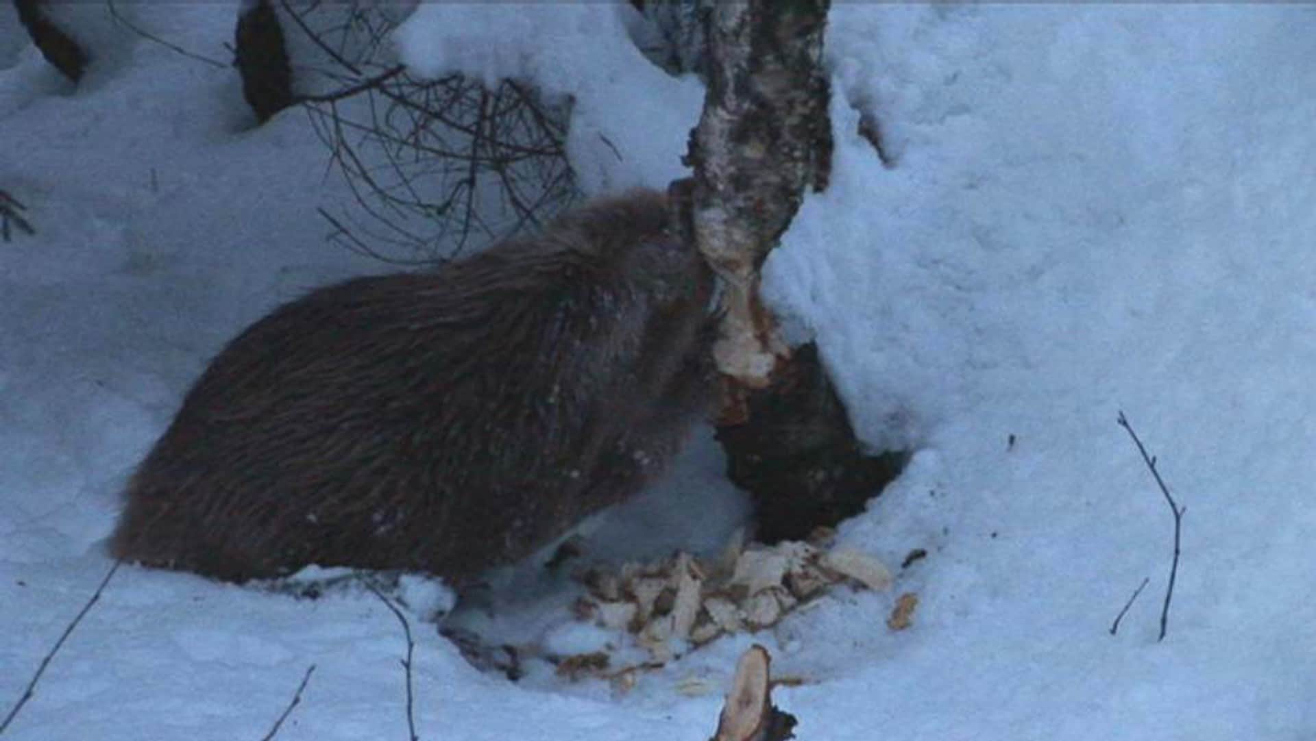 Bever feller et tre – NRK