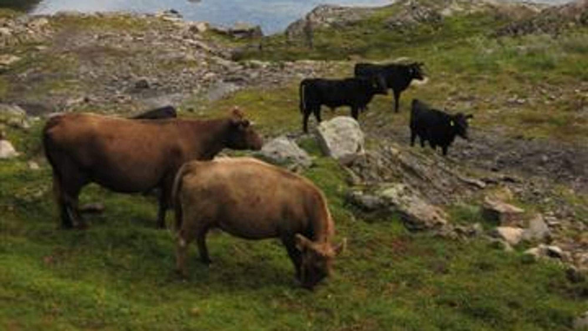 Dexter-kyr – Natur – NRK