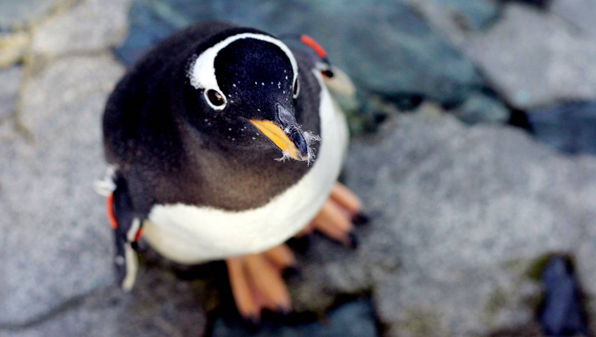 Pingviner – Natur – NRK