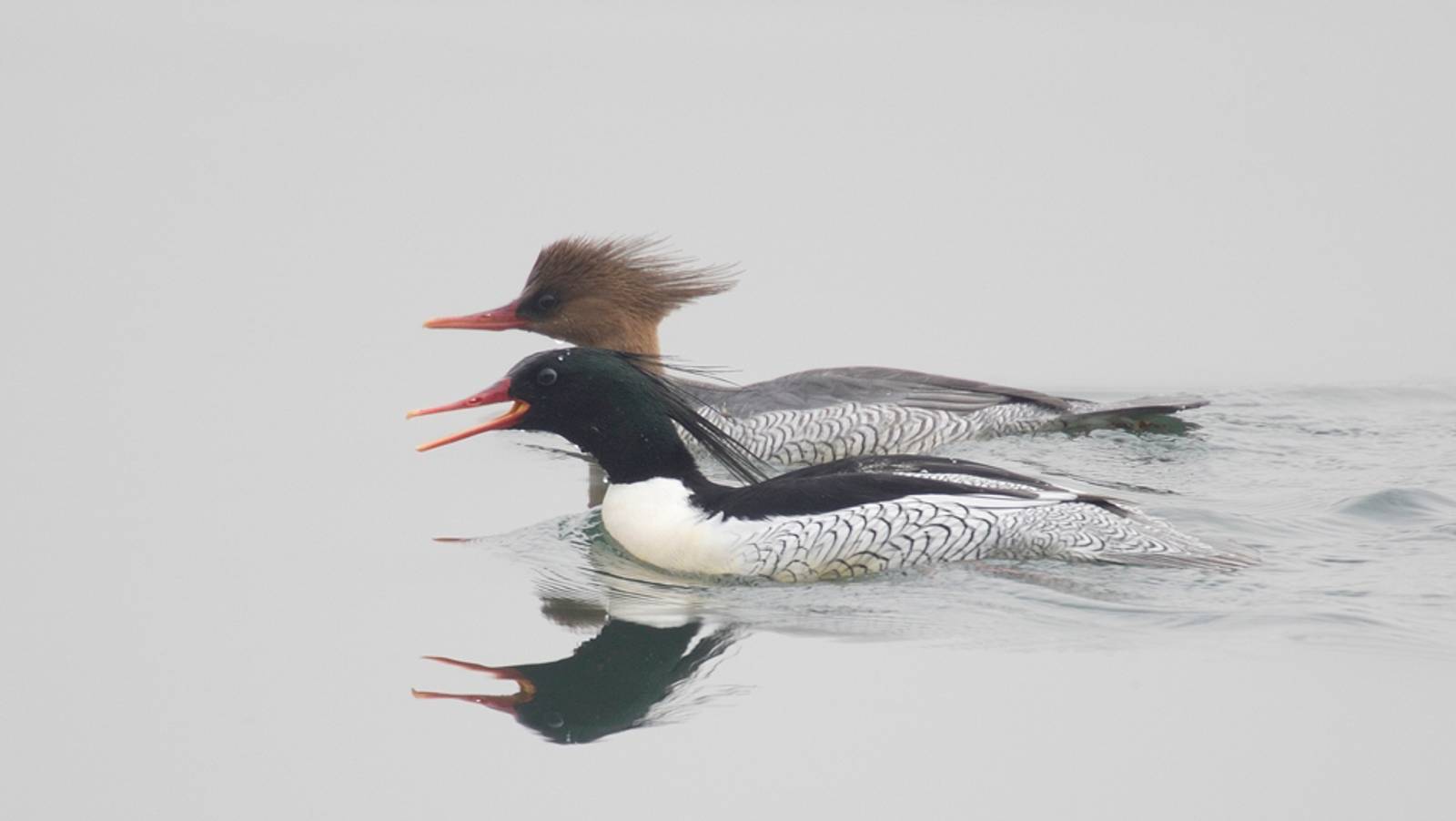 Her er verdens mest sjeldne fugler – NRK Viten – Nyheter innen ...