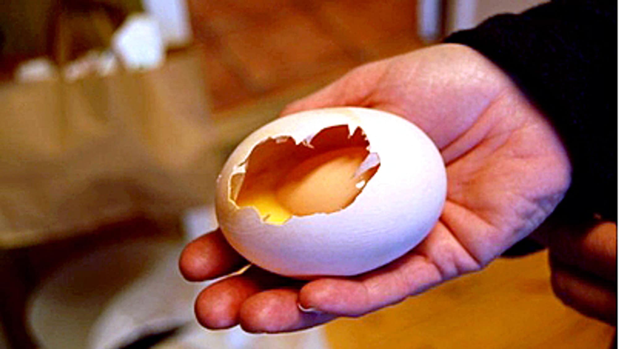 Fant egg i egget – NRK Viten – Nyheter innen vitenskap og forskning