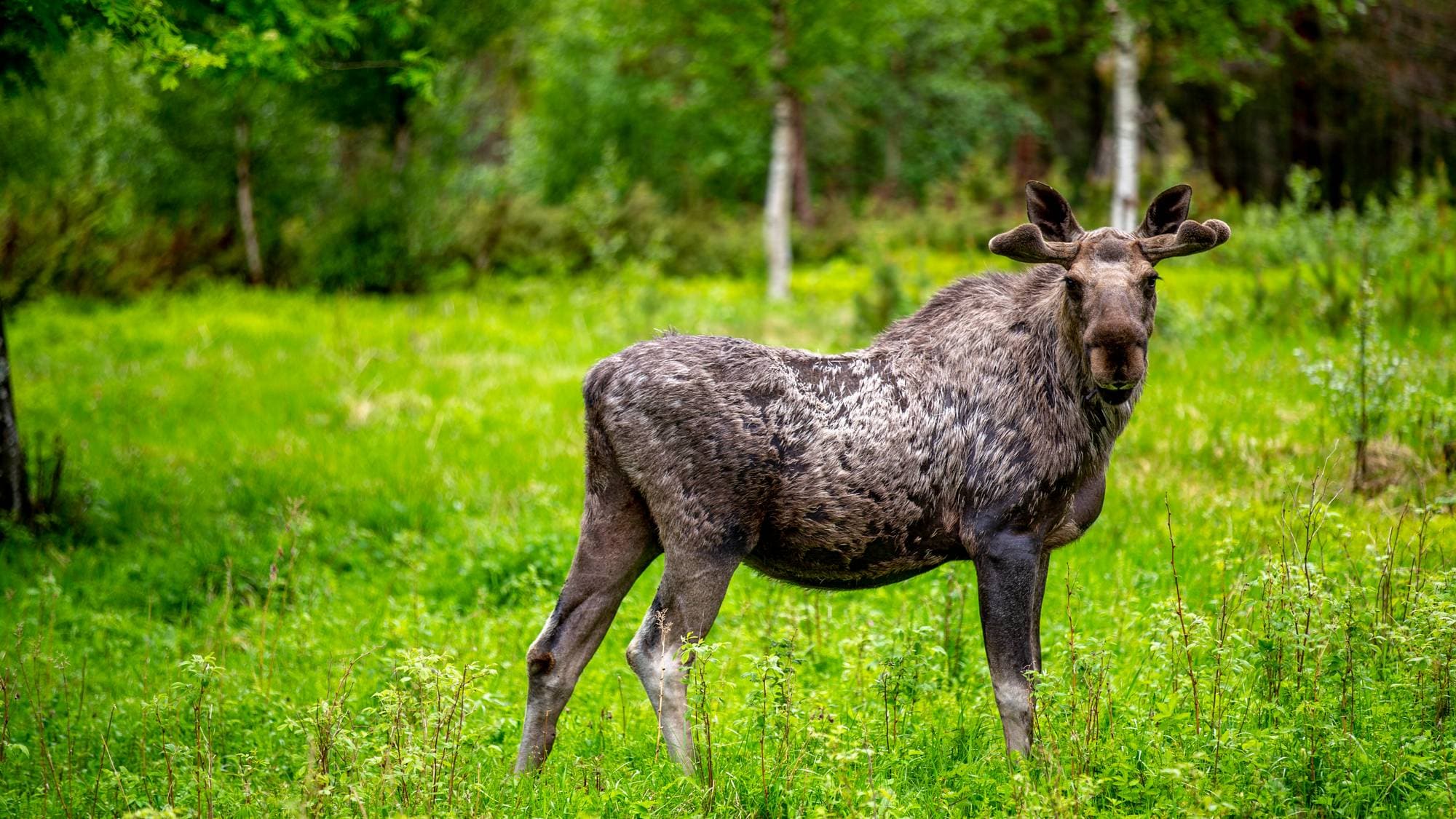 Elg i sentrum – svenske forskere sier det kan være elg som gjemmer seg ...