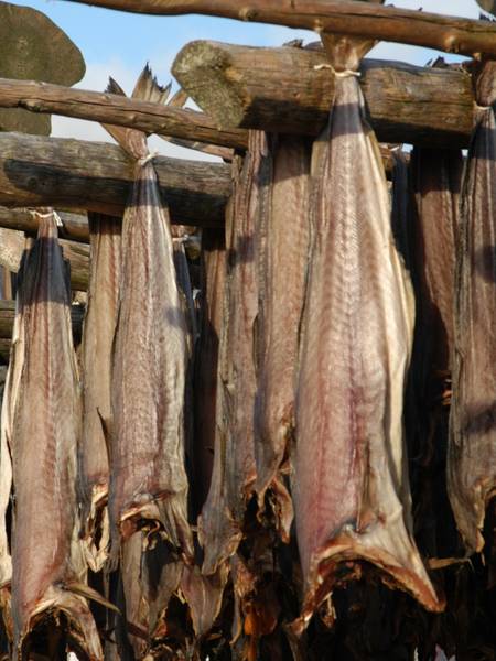 Lofot-tørrfisk lovbeskyttes – NRK Nordland