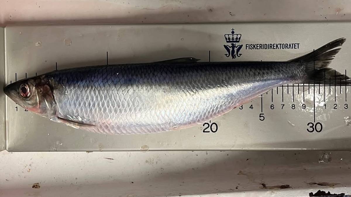 Silda har forlatt fjordene i nord – NRK Troms og Finnmark