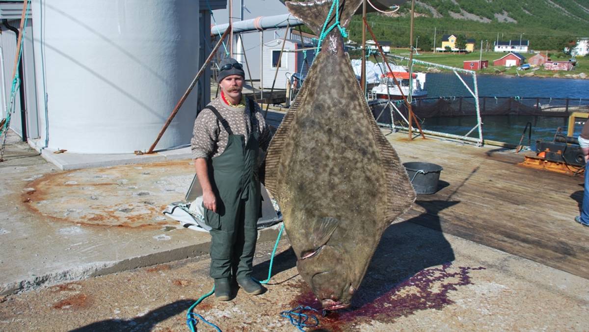 Johnny tok kveite på 200 kilo – NRK Buskerud – Lokale nyheter, TV og radio