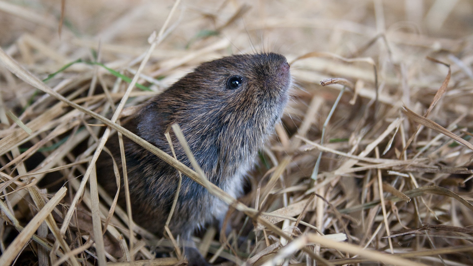 Når en liten mus skal ut og gå - NRK TV