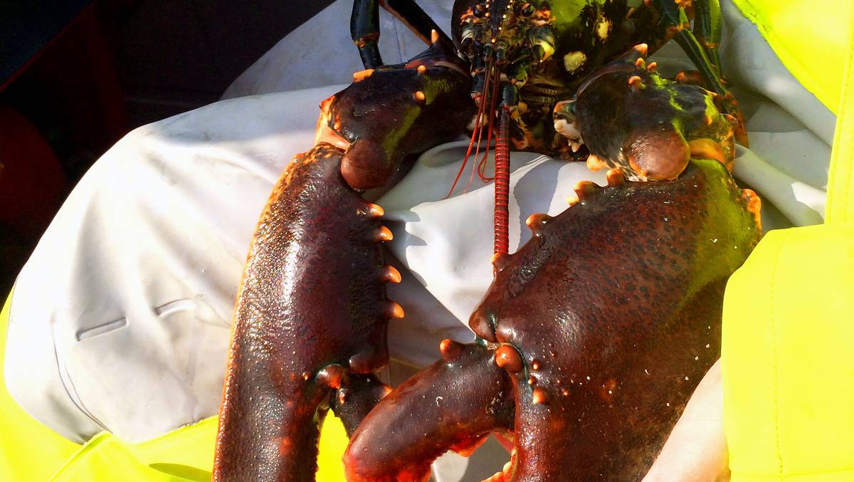 Hummere på over en halvmeter – NRK Sørlandet – Lokale nyheter, TV og radio