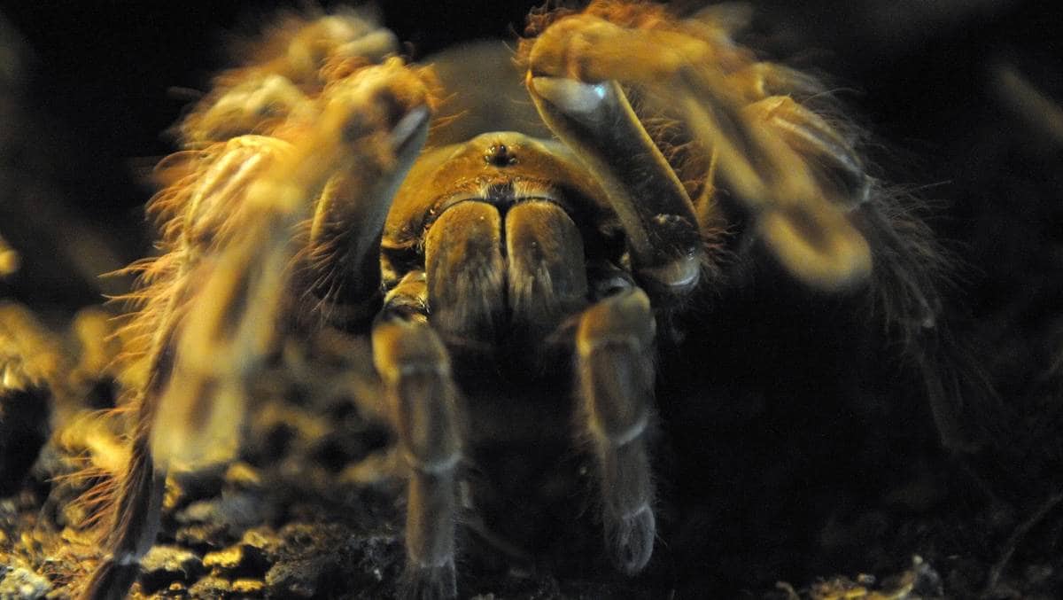 Tarantell får fotfeste med silke – NRK Viten – Nyheter innen vitenskap ...