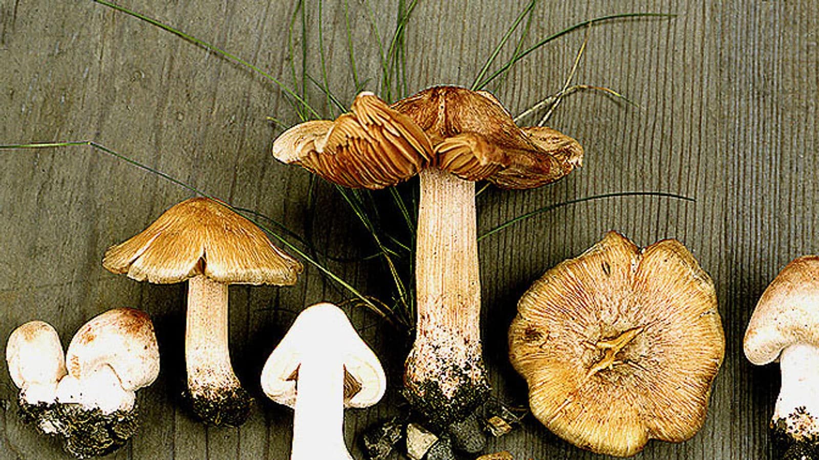 Giftige sopper i Norge – NRK Norge – Oversikt over nyheter fra ulike ...