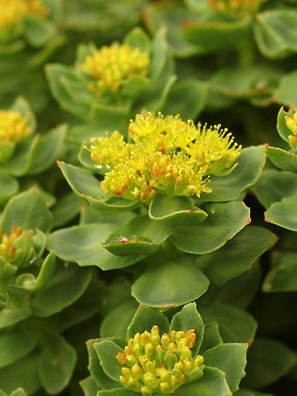 Strandplanter til begjær – NRK Nyttig – Tips, råd og innsikt