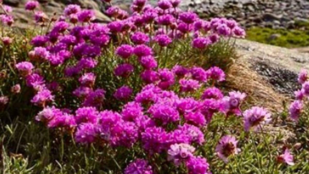 Strandnellik blir kommuneblomsten – NRK Sørlandet – Lokale nyheter, TV ...