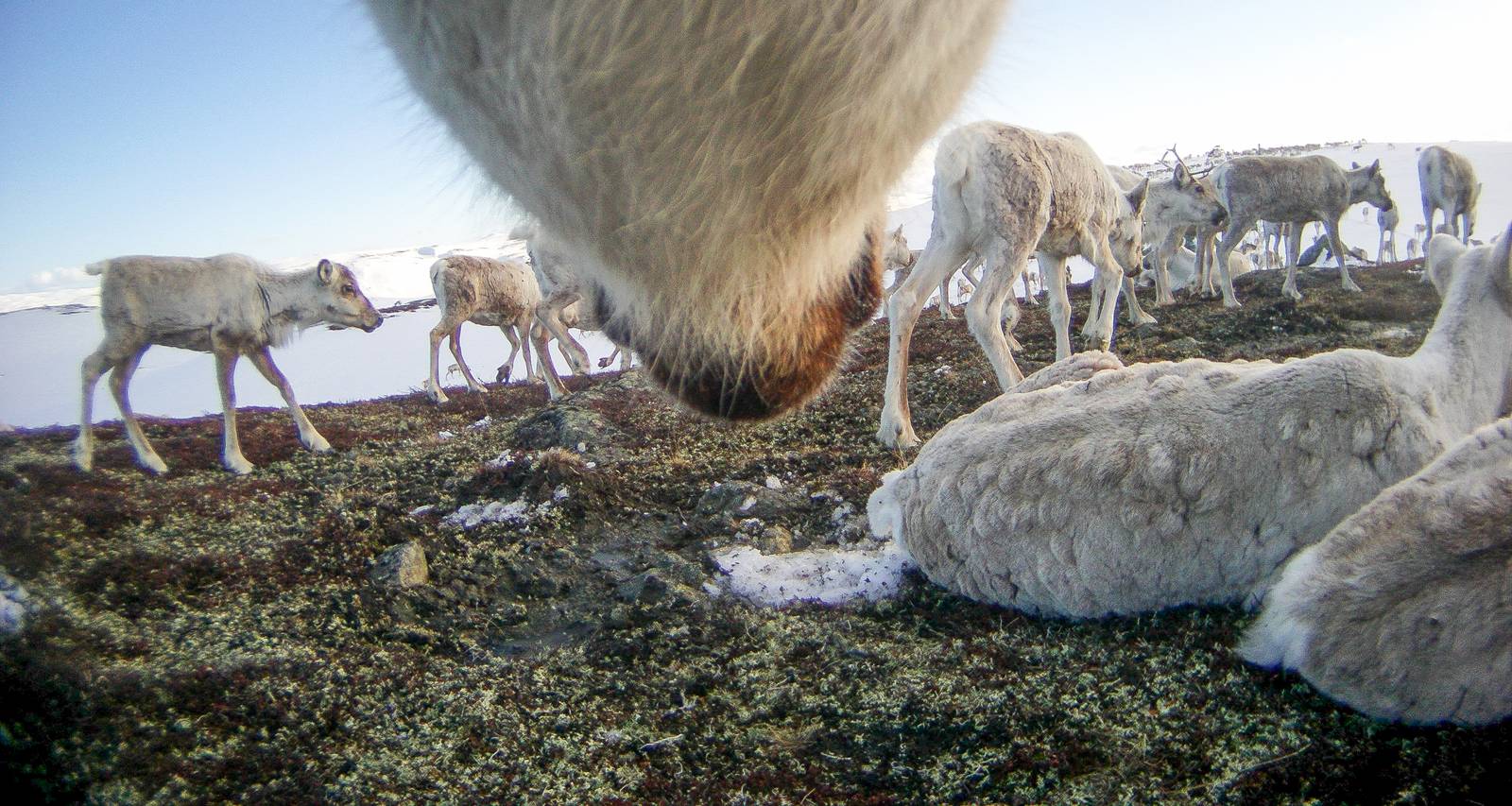 Unike bilder av reinsdyr – Natur