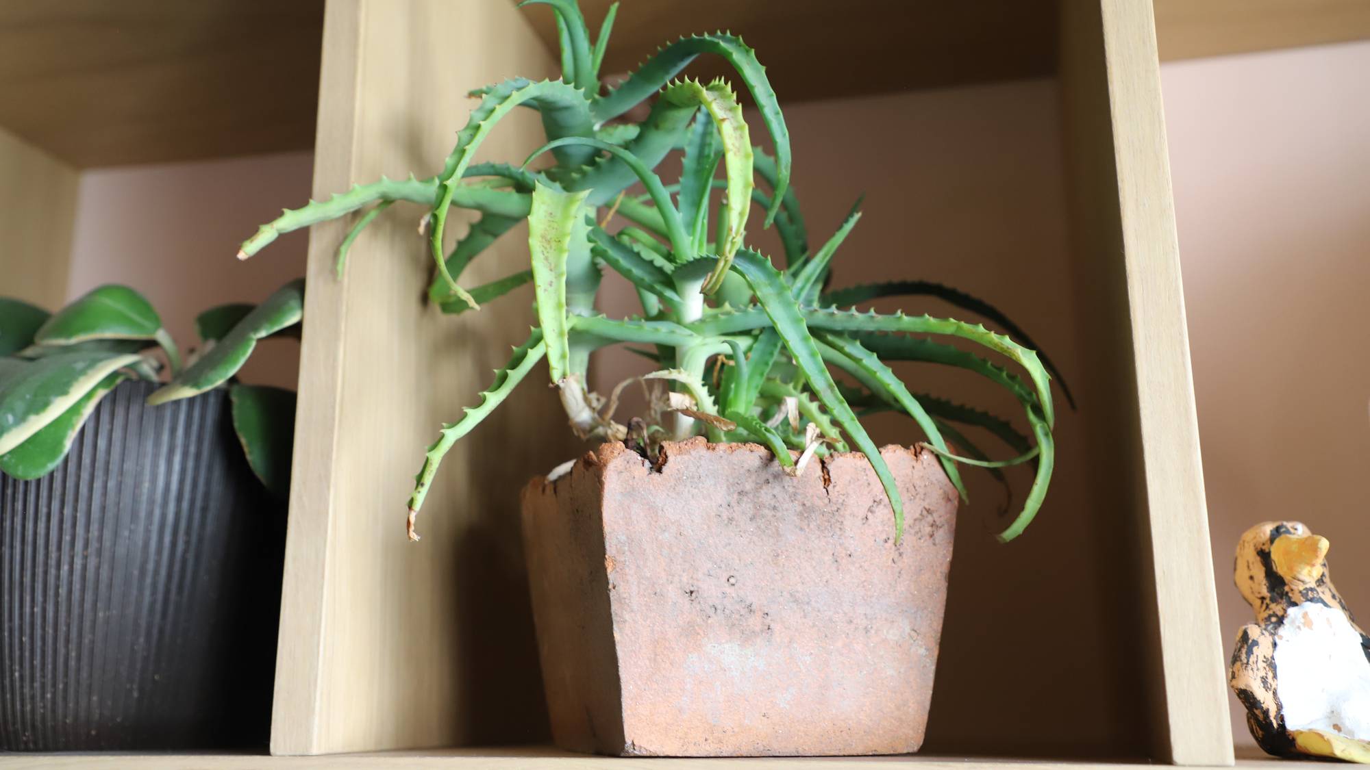 Hvordan bekjempe skadedyr som trips på planter – Stor-Oslo