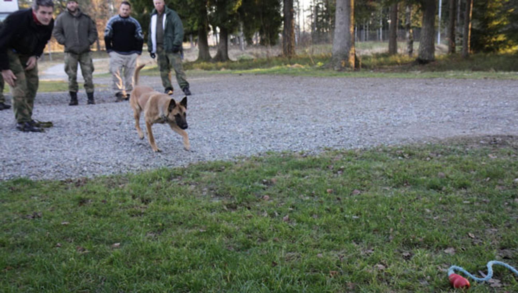 Trener opp bombehunder i fengsel – NRK Nyttig – Tips, råd og innsikt