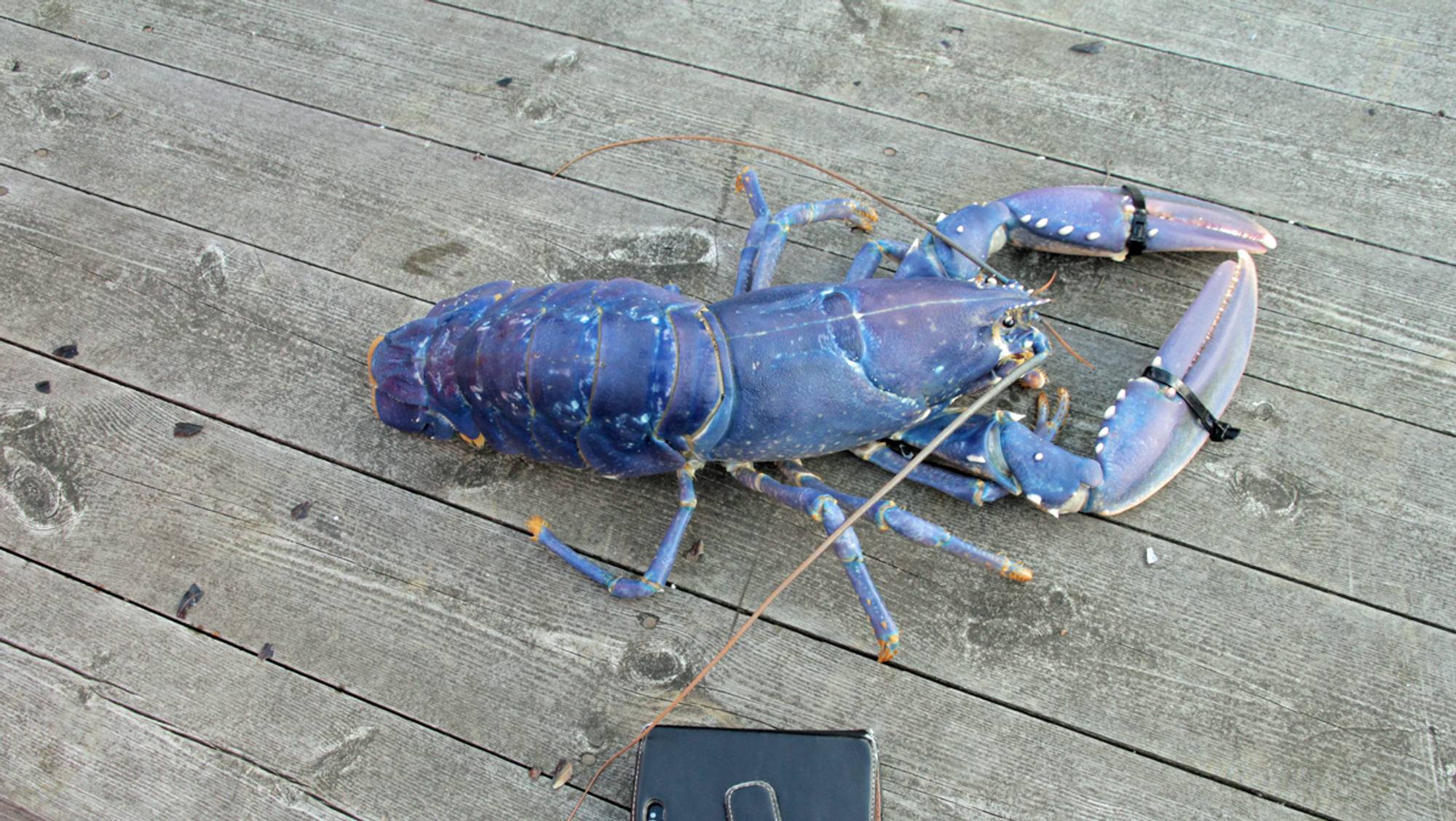 Den største hummeren vi har fanget – NRK Sørlandet – Lokale nyheter, TV ...