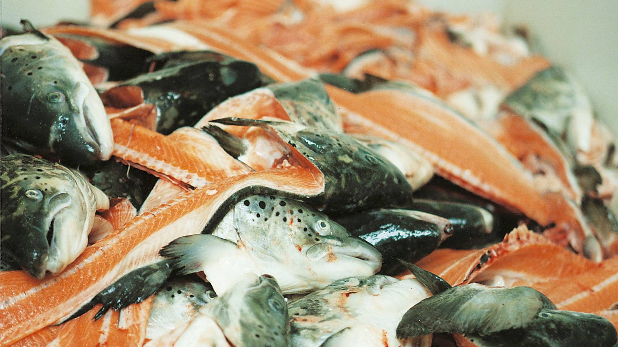 Forskere fant ut at fiskeslo hjelper mot depresjon – NRK Nordland