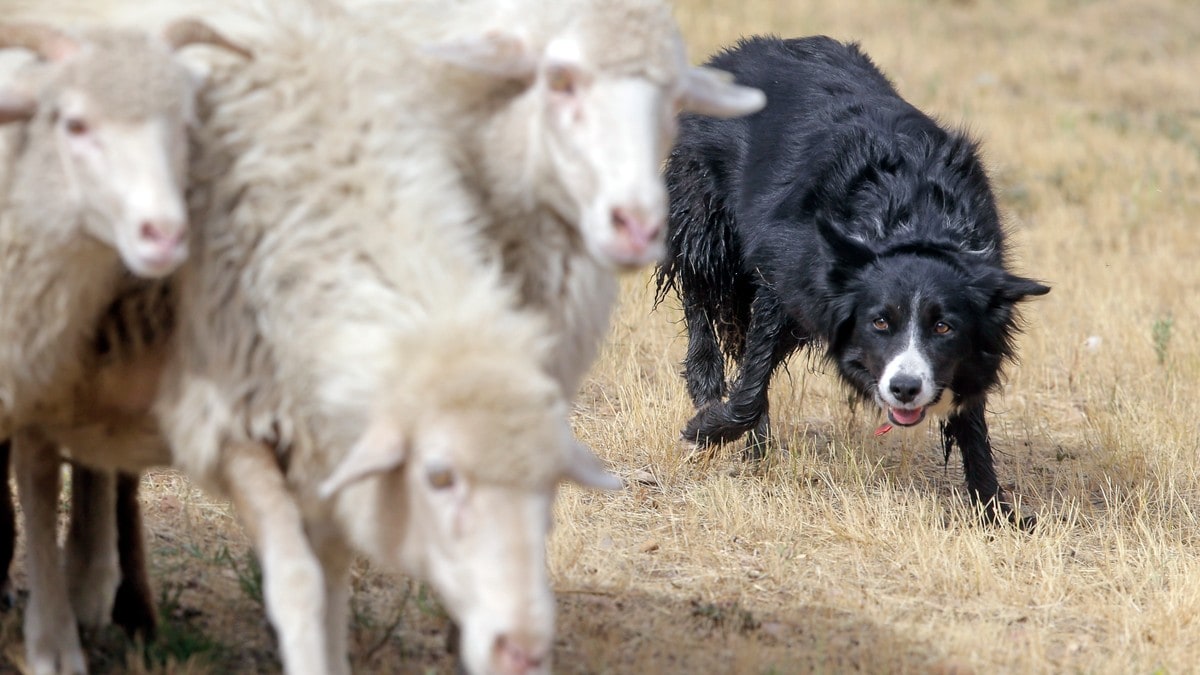 Her er Norges mest populære hunderaser – NRK Norge – Oversikt over ...