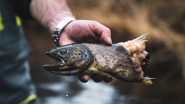 Fisk som lider i vannkraften kan være lovbrudd, sier Mattilsynet – NRK ...