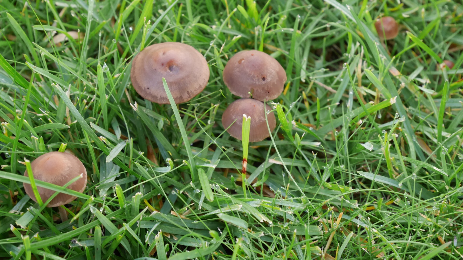 Sopp i hagen – NRK