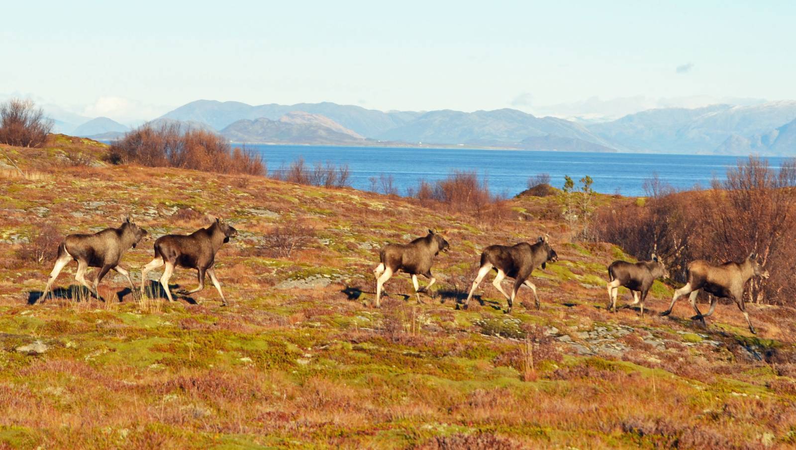 Deformerte elger på Ylvingen – NRK Nordland