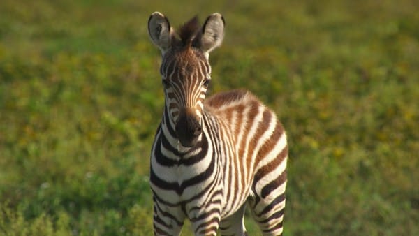 NRK Super - Hvis jeg var et dyr