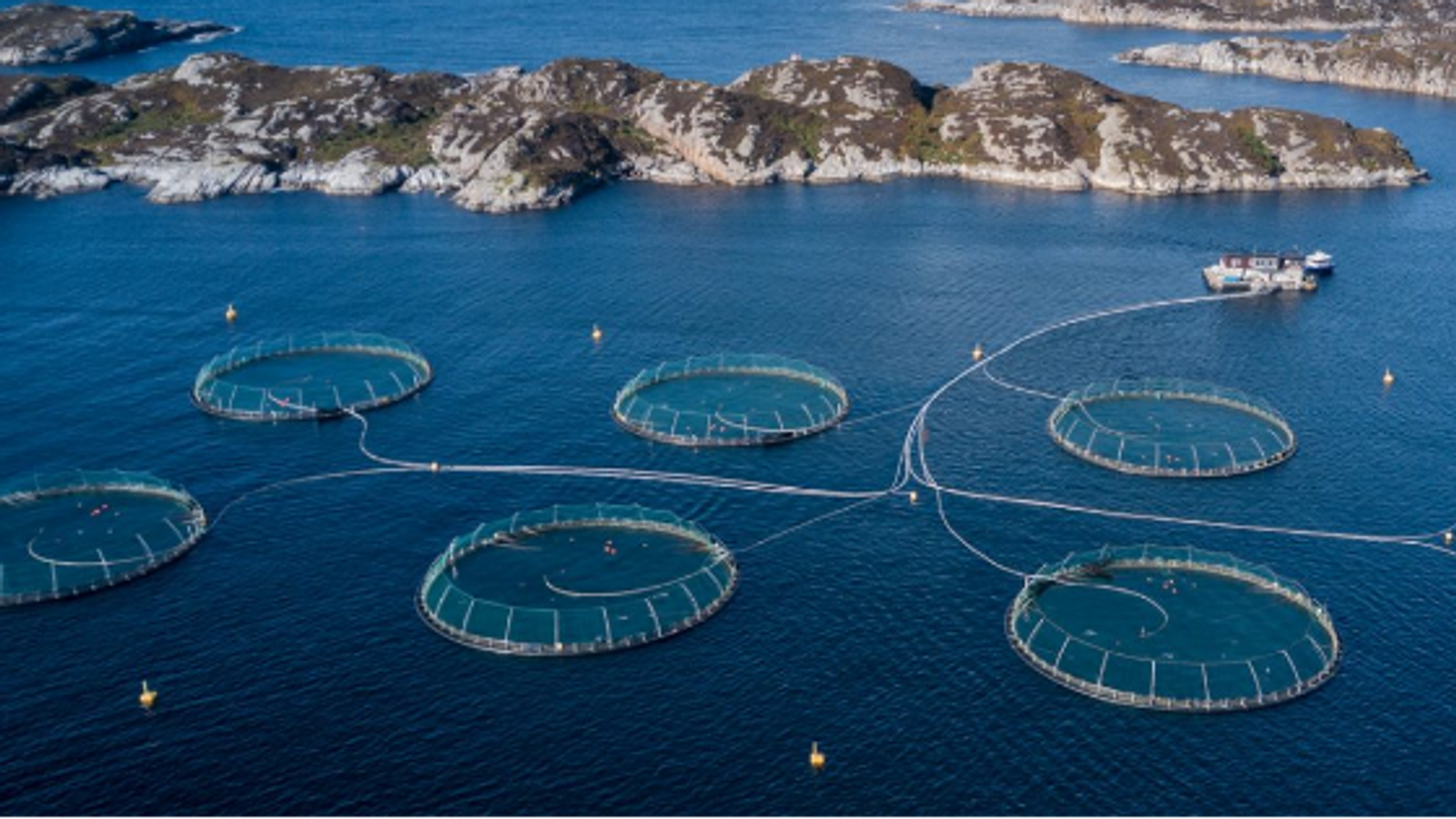 Fiskeridirektoratet: Mowi anslår at 27.000 laks har rømt i Troms – NRK ...