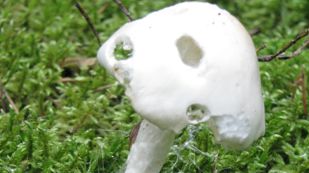 Advarer mot giftig sopp – NRK Norge – Oversikt over nyheter fra ulike ...