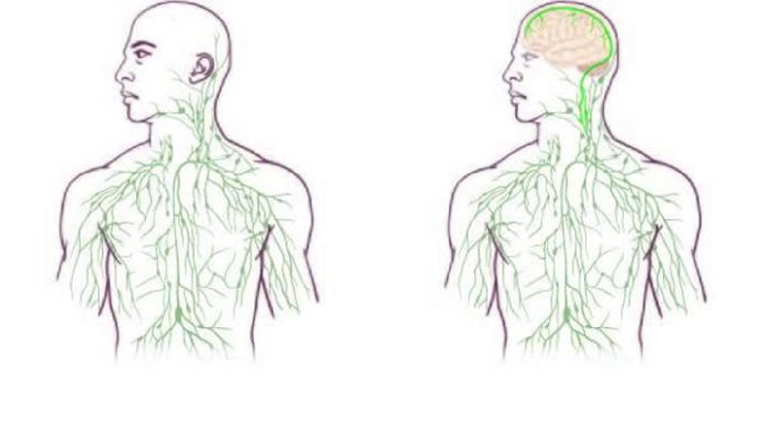 Oppdaga lymfesystem i hjernen – NRK Viten – Nyheter innen vitenskap og ...
