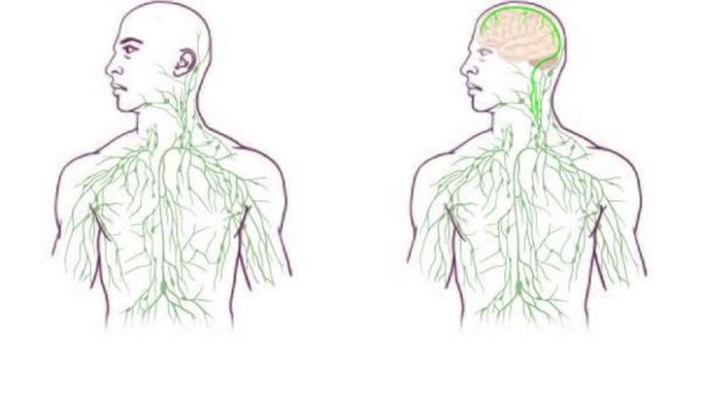Oppdaga lymfesystem i hjernen – NRK Viten – Nyheter innen vitenskap og ...