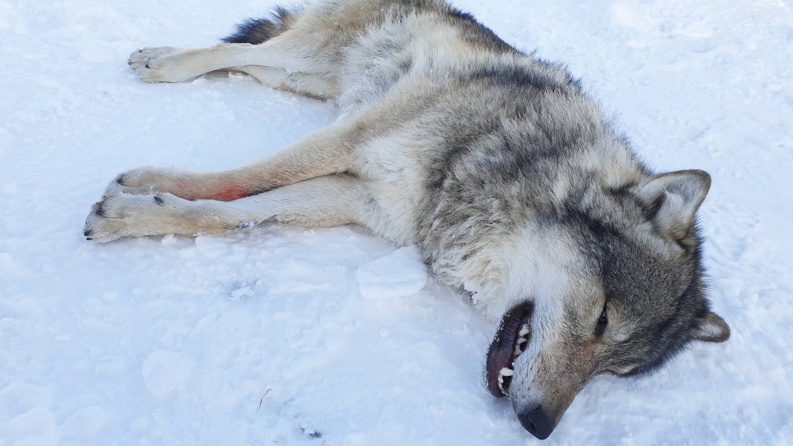 Ulv i Innlandet – NRK Innlandet – Lokale nyheter, TV og radio