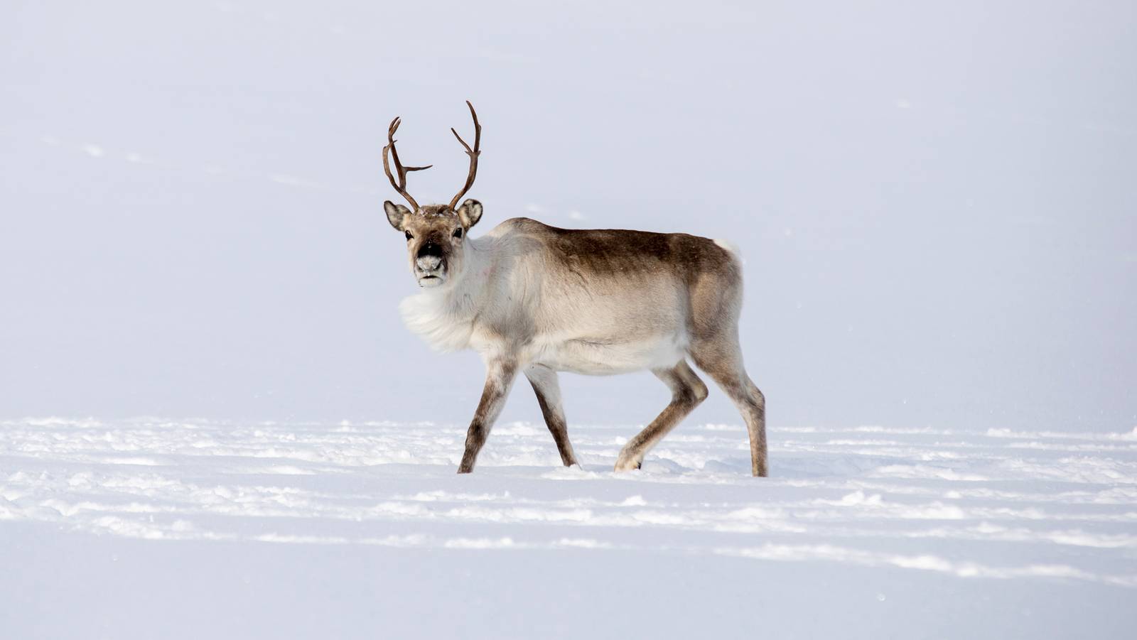 Quiz: Hva kan du om samene? – NRK Sápmi - samiske nyheter, kultur og ...