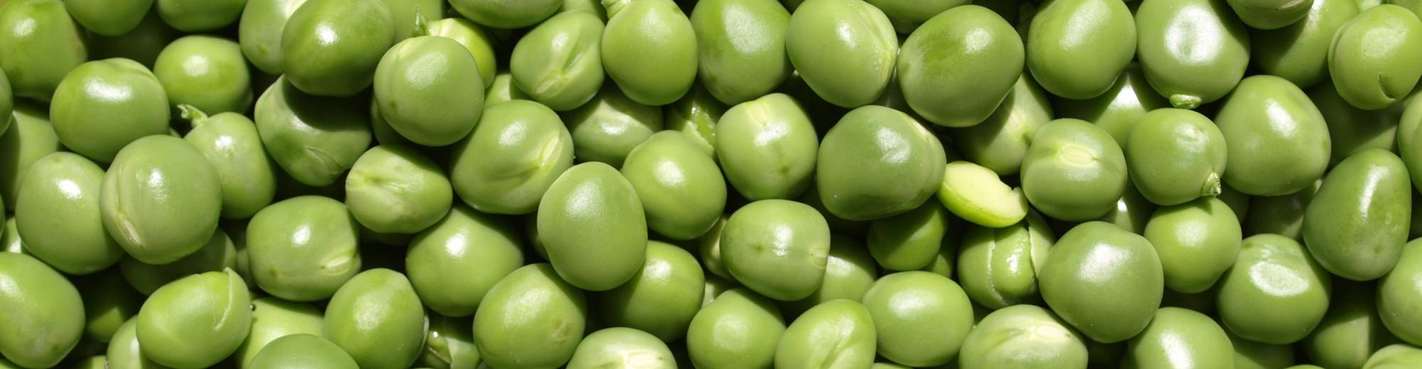 Eksperiment: Erter metter mer enn kjøtt – NRK Viten – Nyheter innen ...