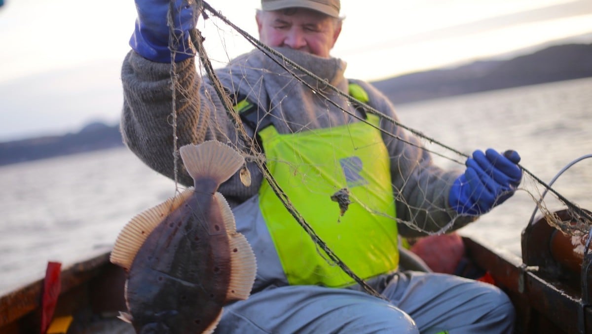 Gullflyndra var høytidsmat – NRK Trøndelag – Lokale nyheter, TV og radio