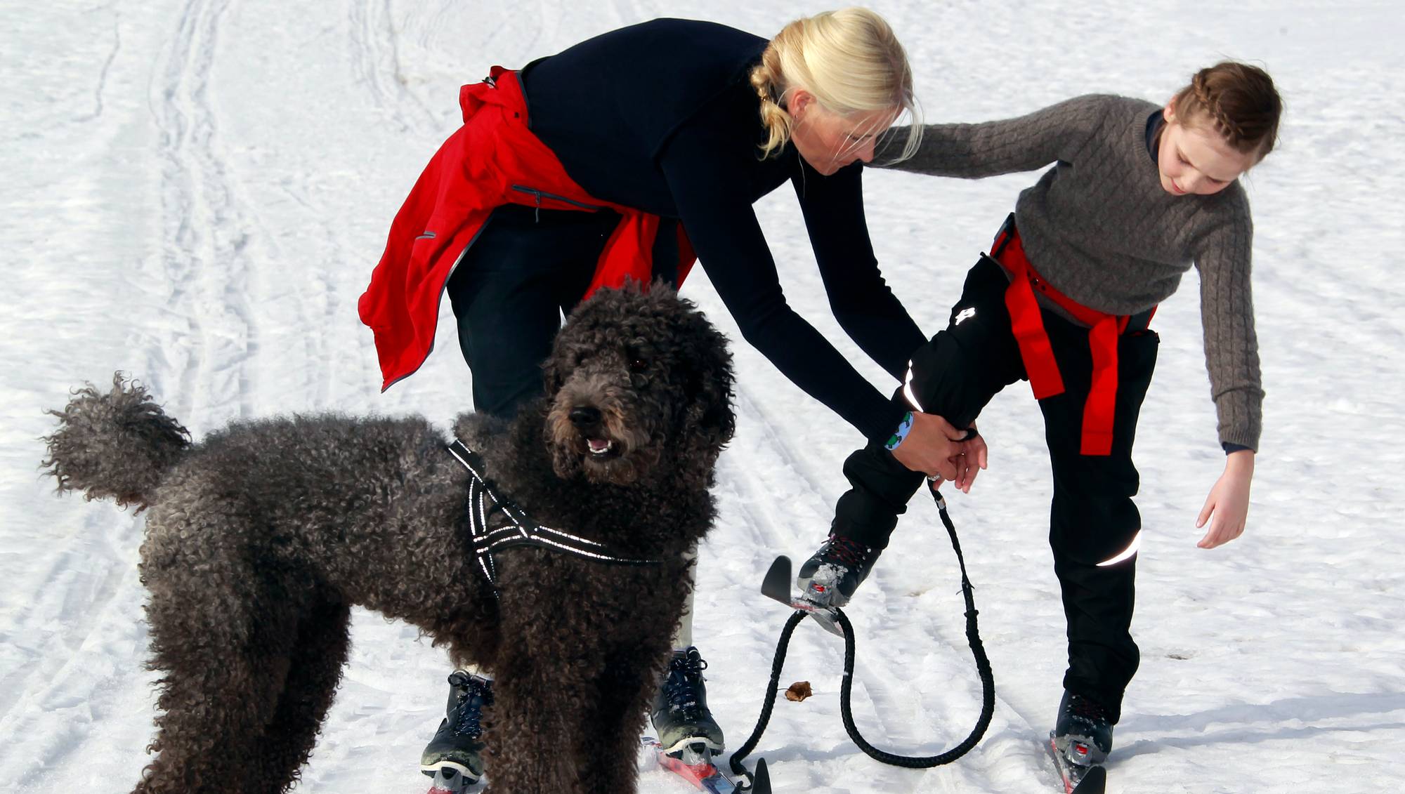 Quiz: Hva vet du om kjente dyr og kjæledyr? – NRK Troms og Finnmark