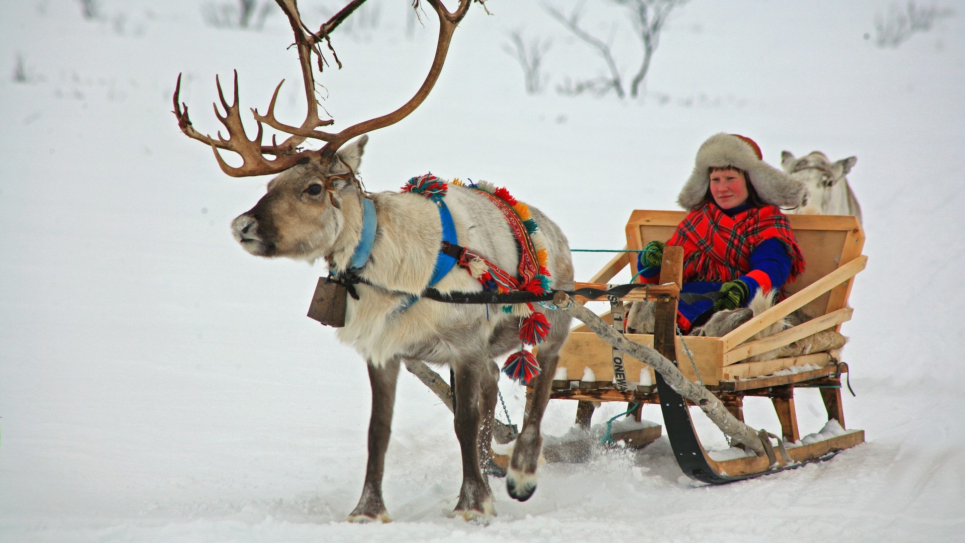 Den siste nomade? - NRK TV