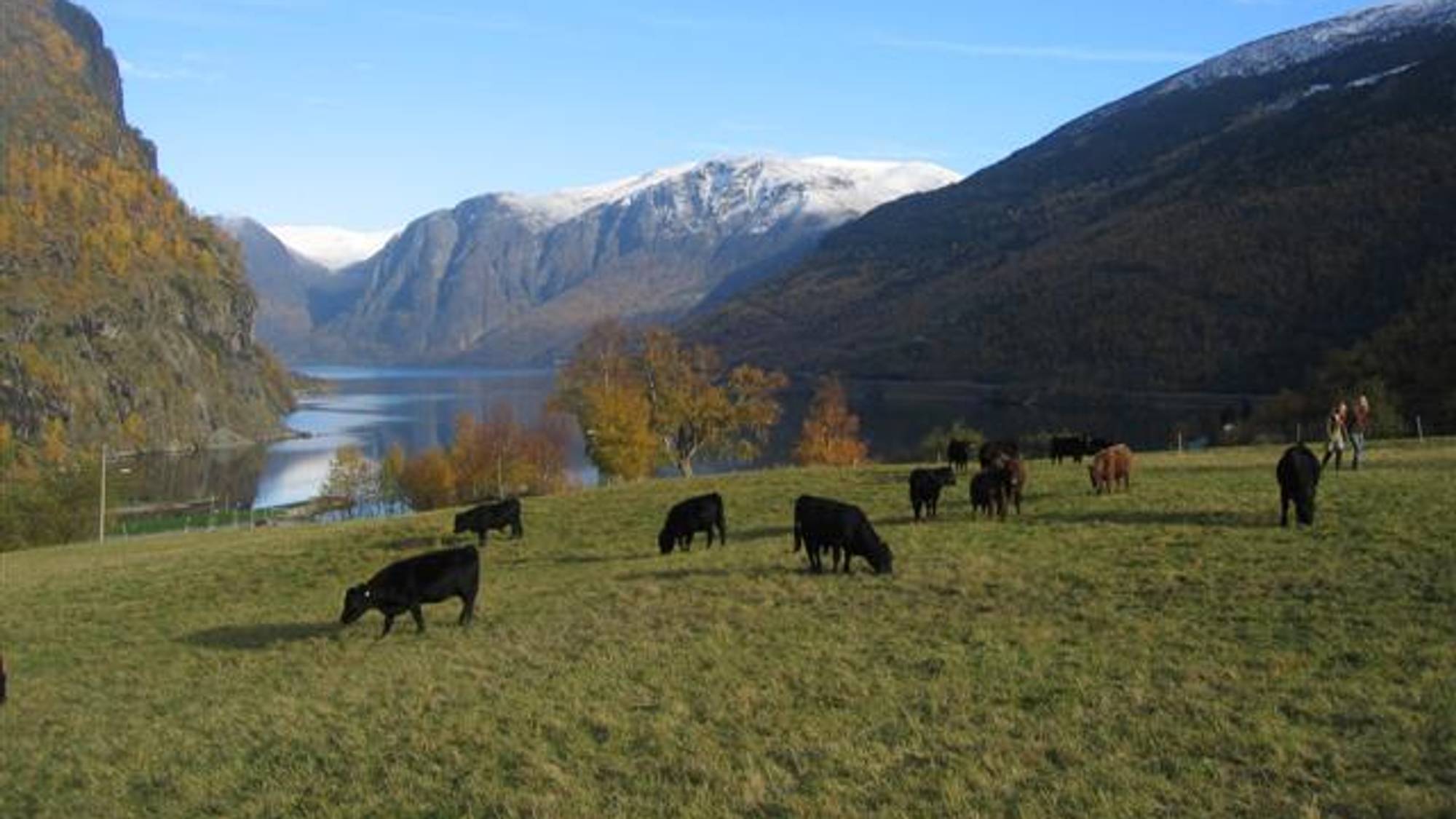 Dexter-kyr – Natur – NRK