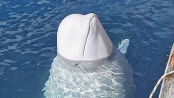 Hvithvalen Hvaldimir har svømt til Møre og Romsdal – forsker frykter ...