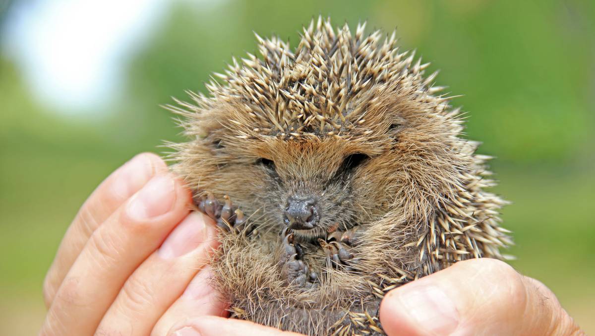 Barnehjem for pinnsvin – NRK Buskerud – Lokale nyheter, TV og radio