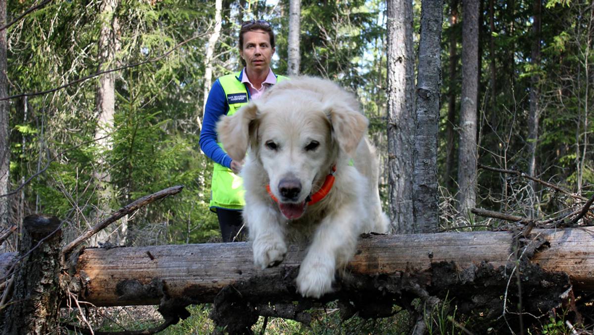 Leteaksjon etter kvinne avsluttet – NRK Innlandet – Lokale nyheter, TV og radio