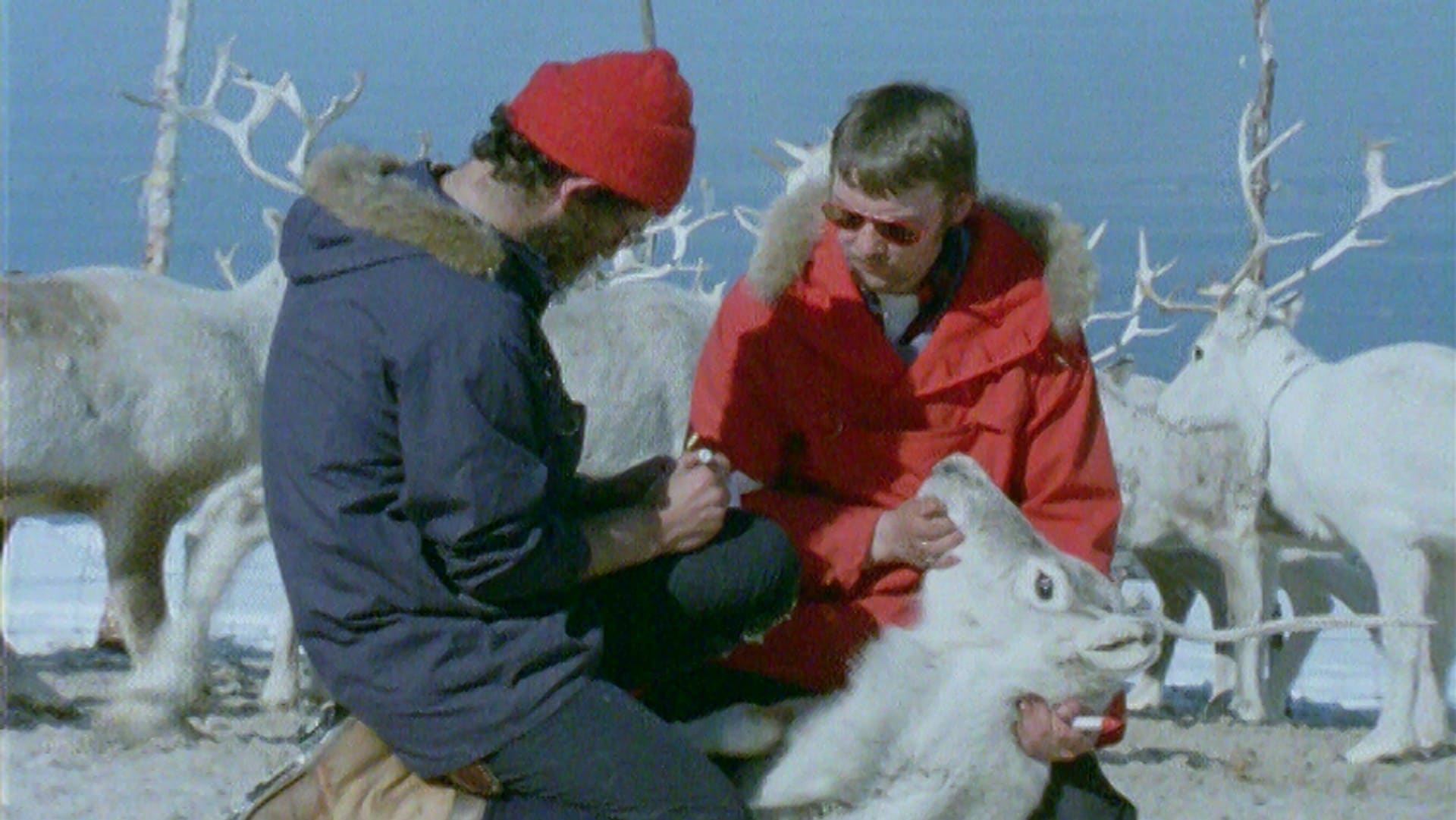 Reindrift og reinforskning - NRK TV