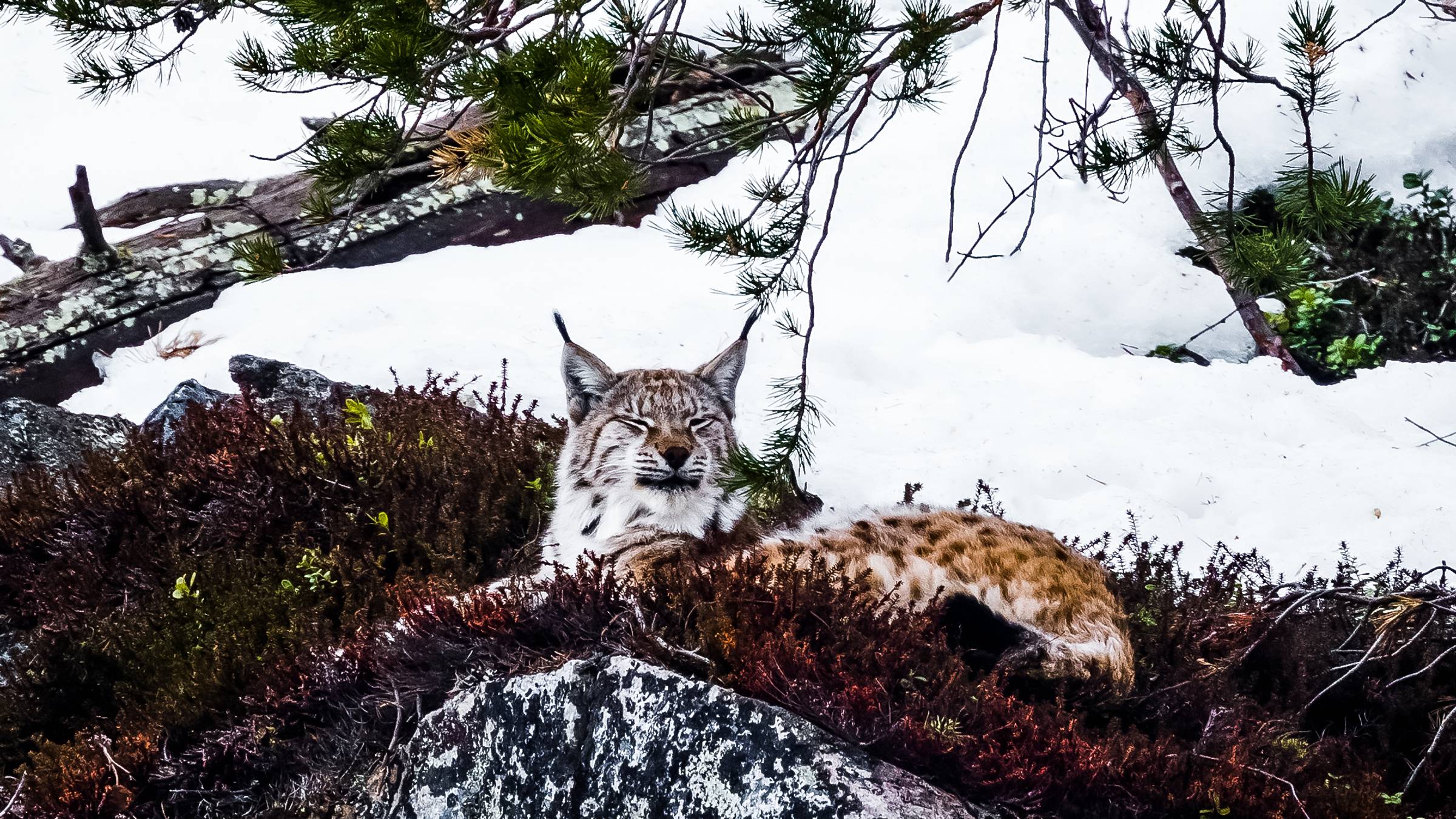 Fritidsfotografen imponerte Hellevik med spektakulære bilder av gaupe i ...
