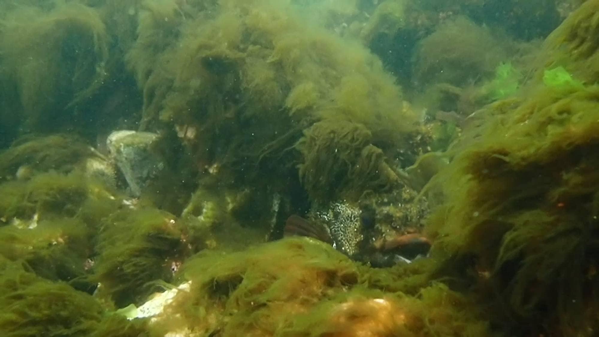 Lurv-alge i Saltstraumen – forsker mener det marine verneområdet blir ...