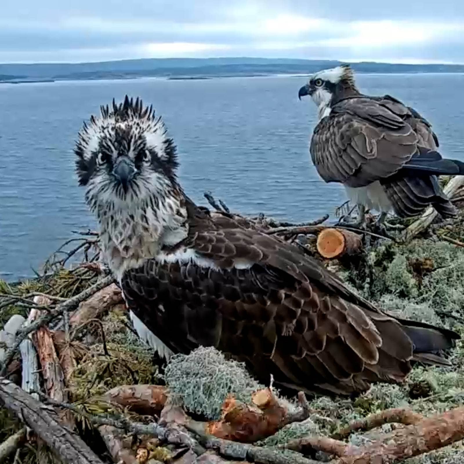 Følg fiskeørnene direkte – NRK Dokumentar