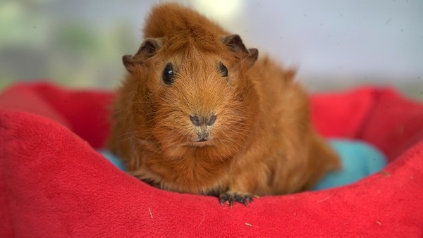 NRK Super - Olga da Polga - åarjelsaemiengïelesne